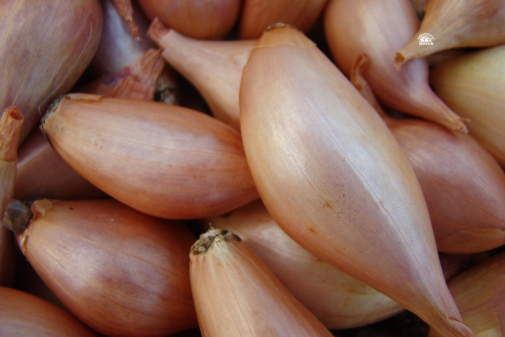 Veggie Bundle - Rogue Produce