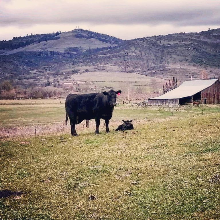 Beef Done Right and Local - Rogue Produce