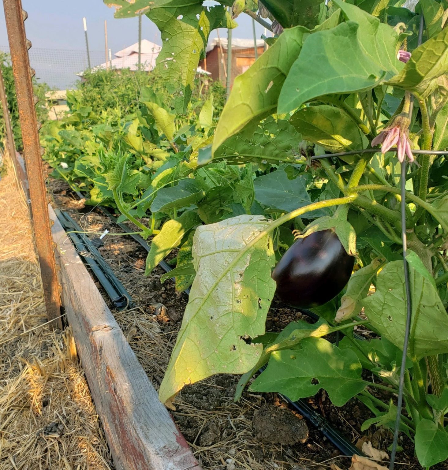 Composting, It's Elementary - Rogue Produce