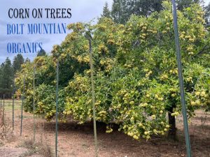 About - Rogue Produce