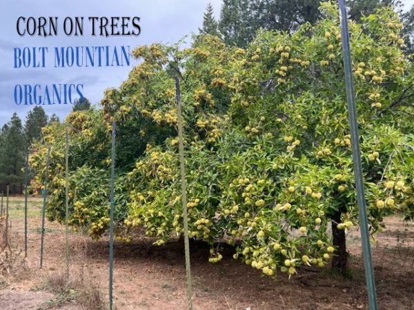 Rogue Creamery Archives - Rogue Produce